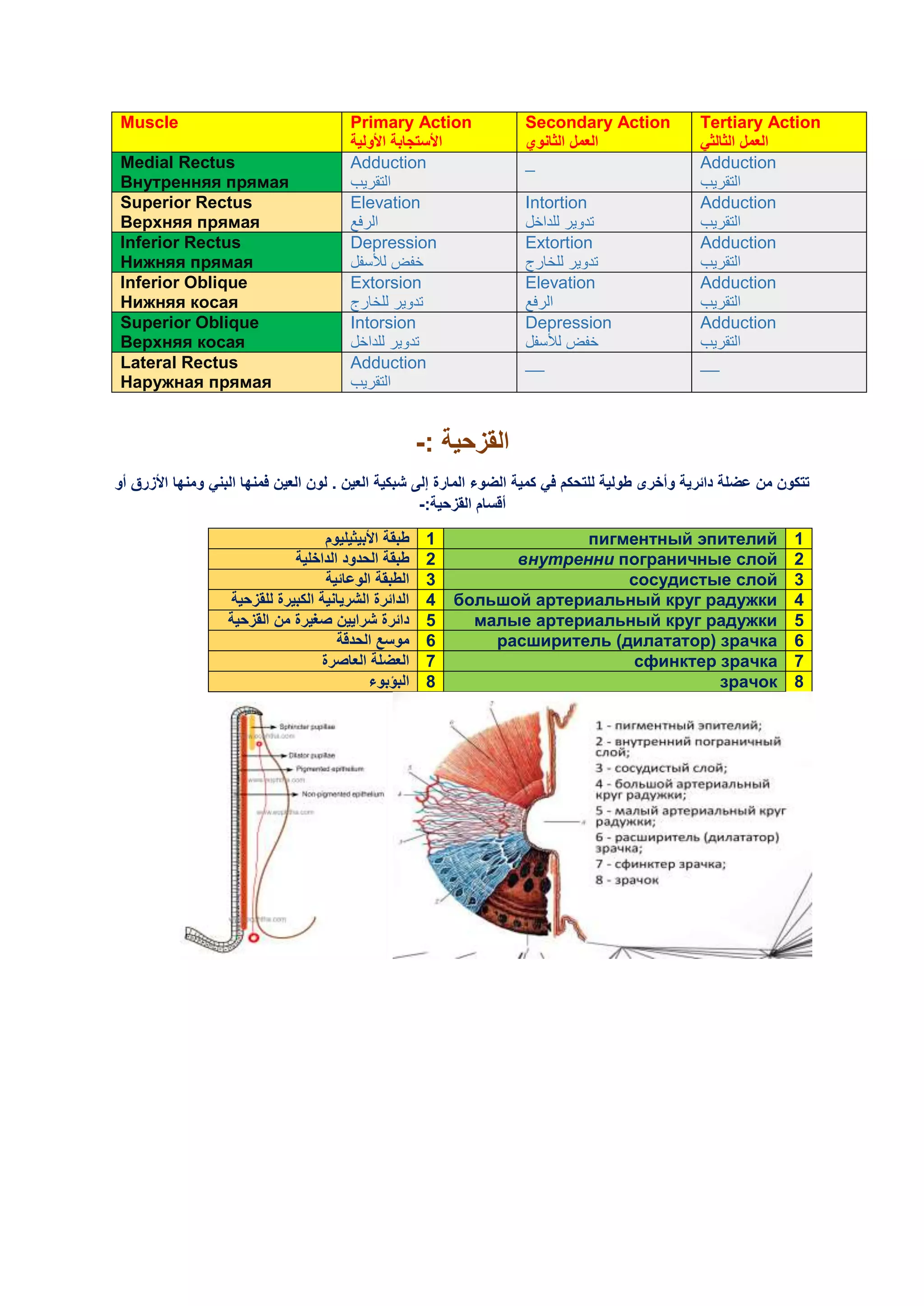 تشريح العين .docx