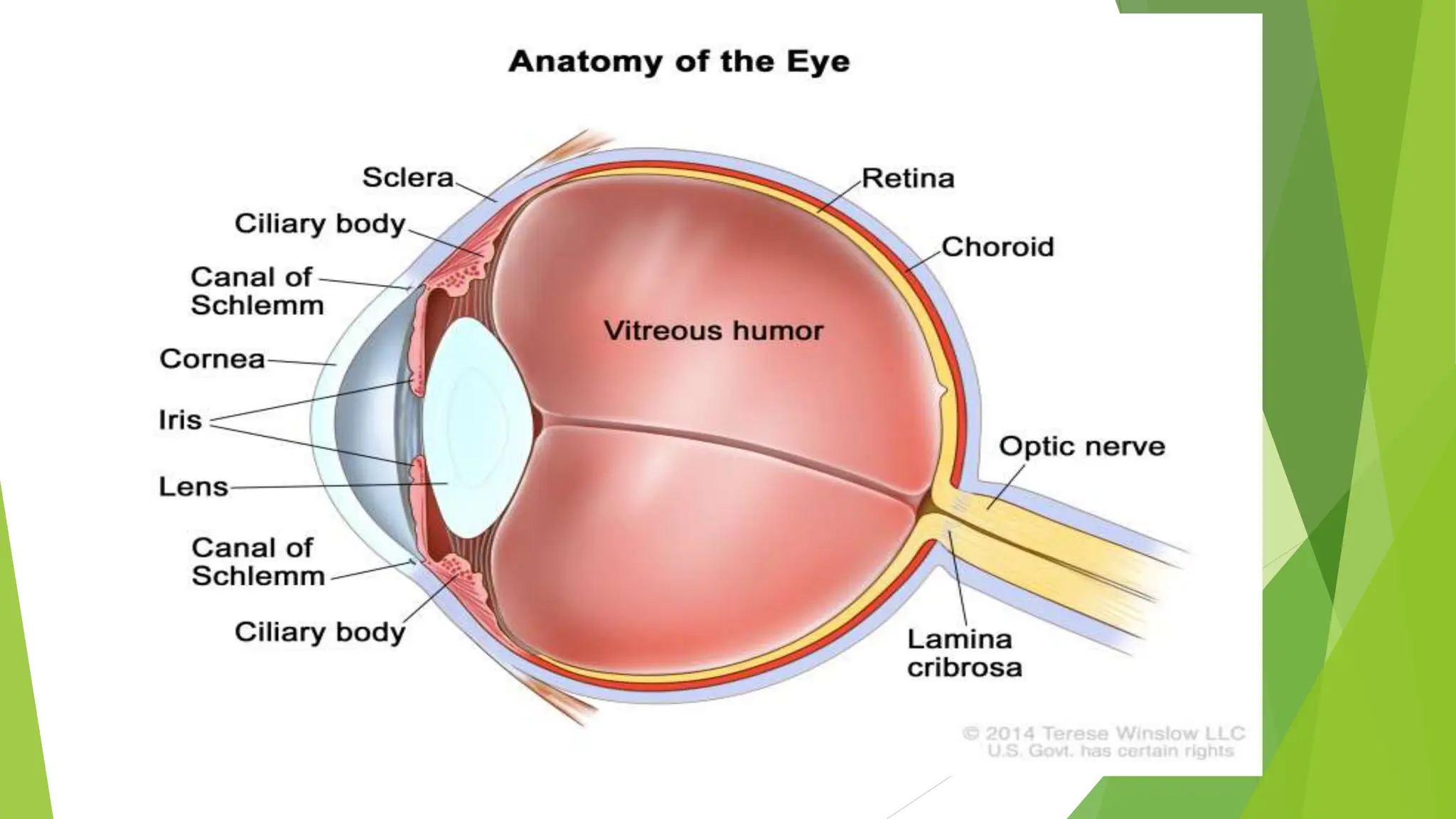 EYE ANATOMY for medical personel .pptx