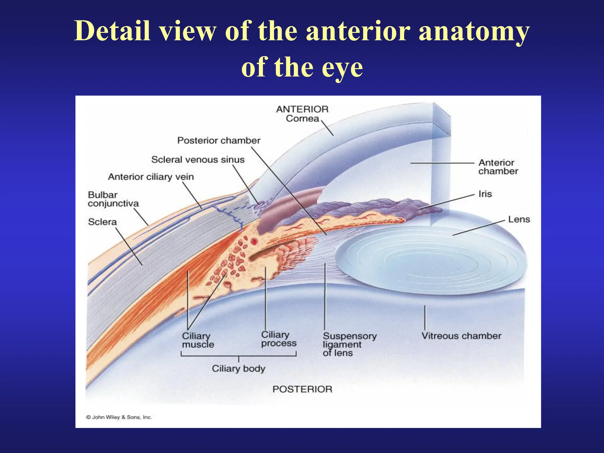 Eye anatomy.pdf eye retina sclera eye layers | PDF