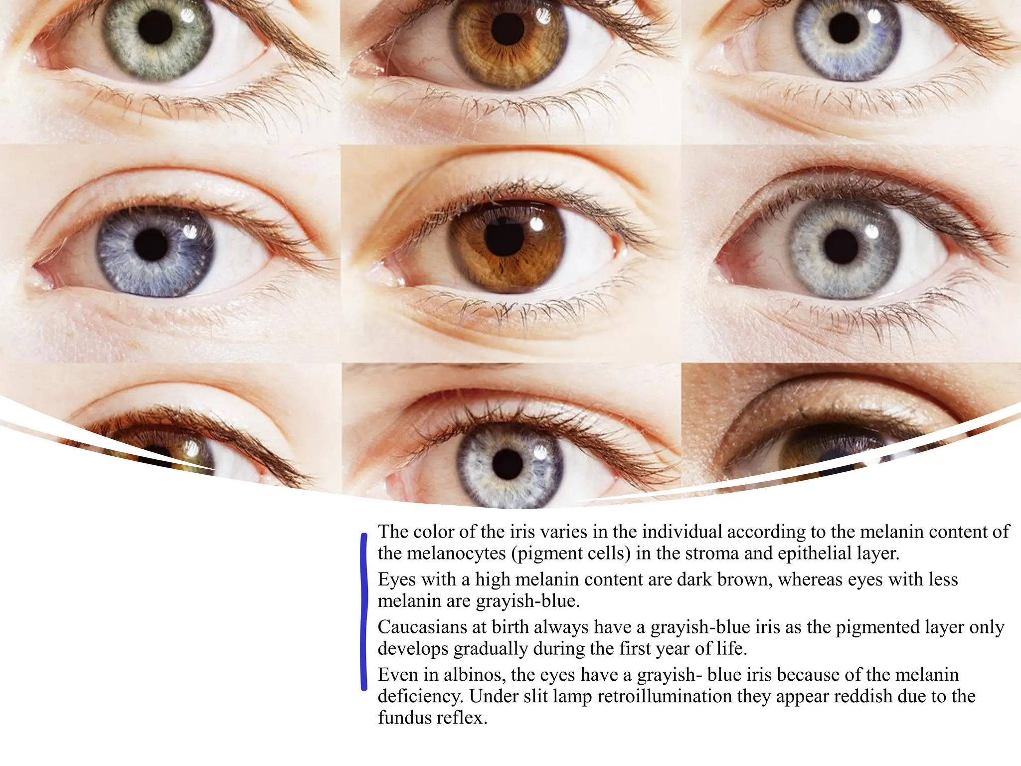 Eye anatomy.pdf sclera retina layers of eye | PDF