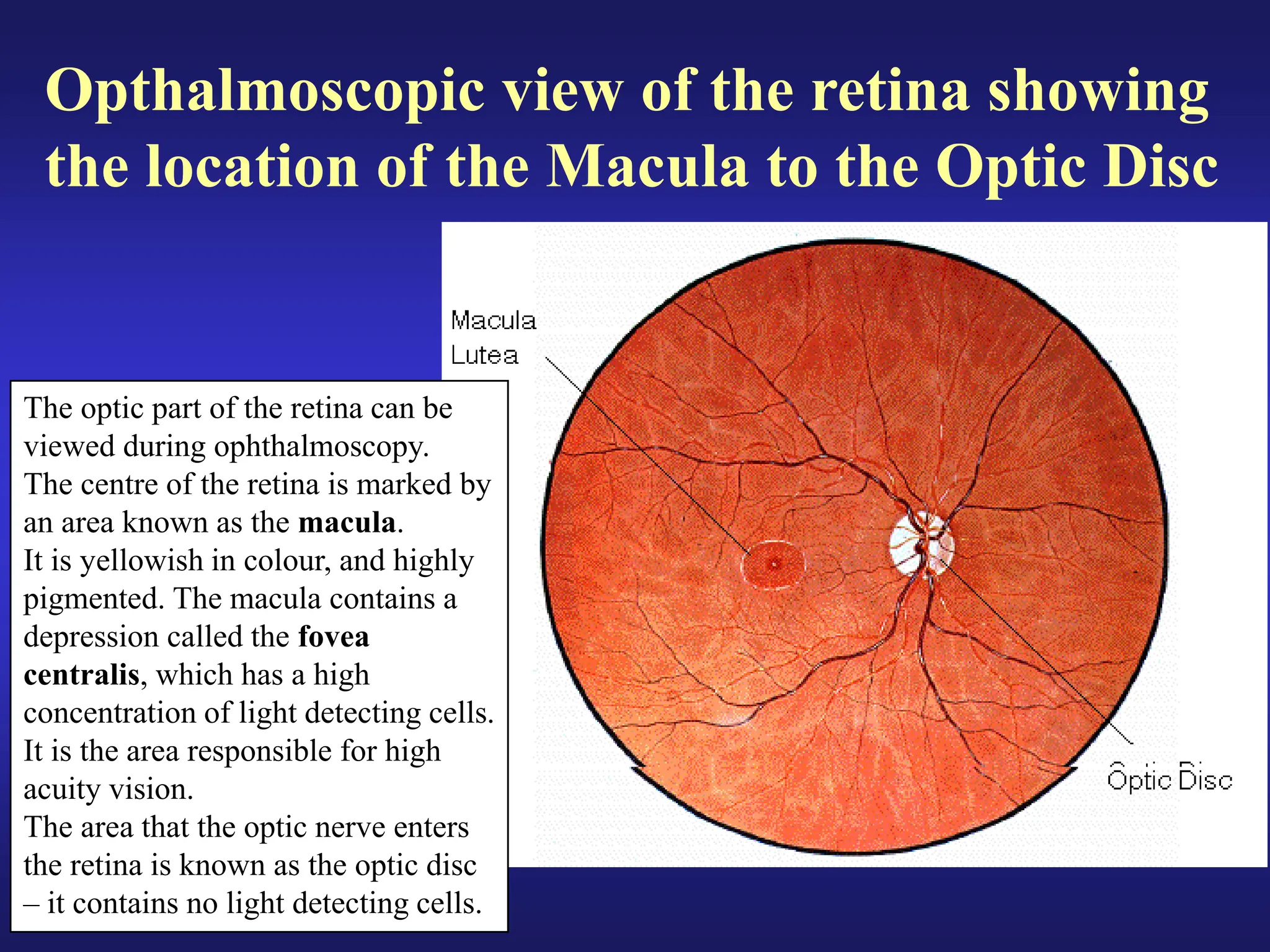 Eye anatomy.pdf sclera retina layers of eye | PDF