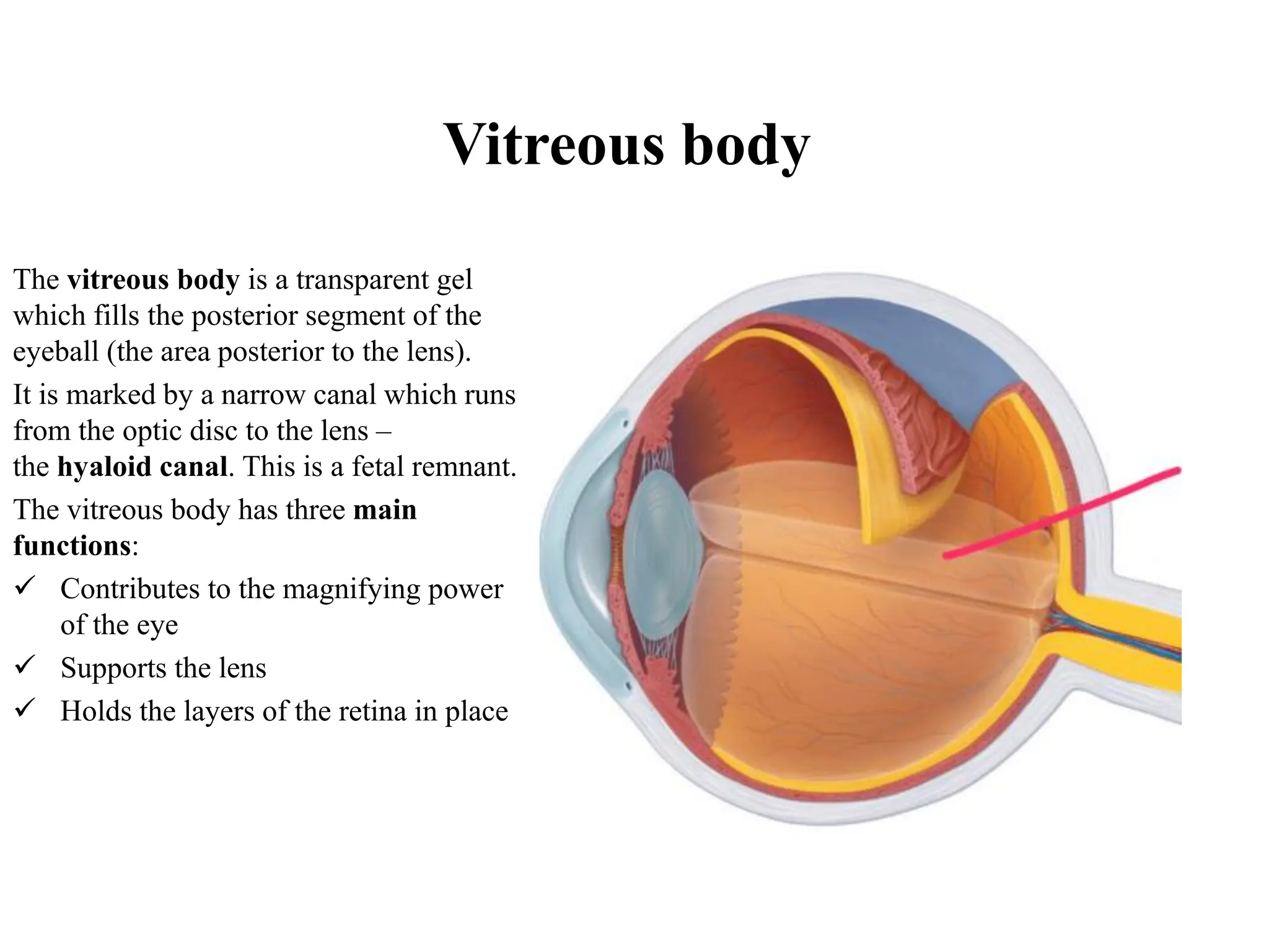 Eye anatomy.pdf sclera retina layers of eye | PDF