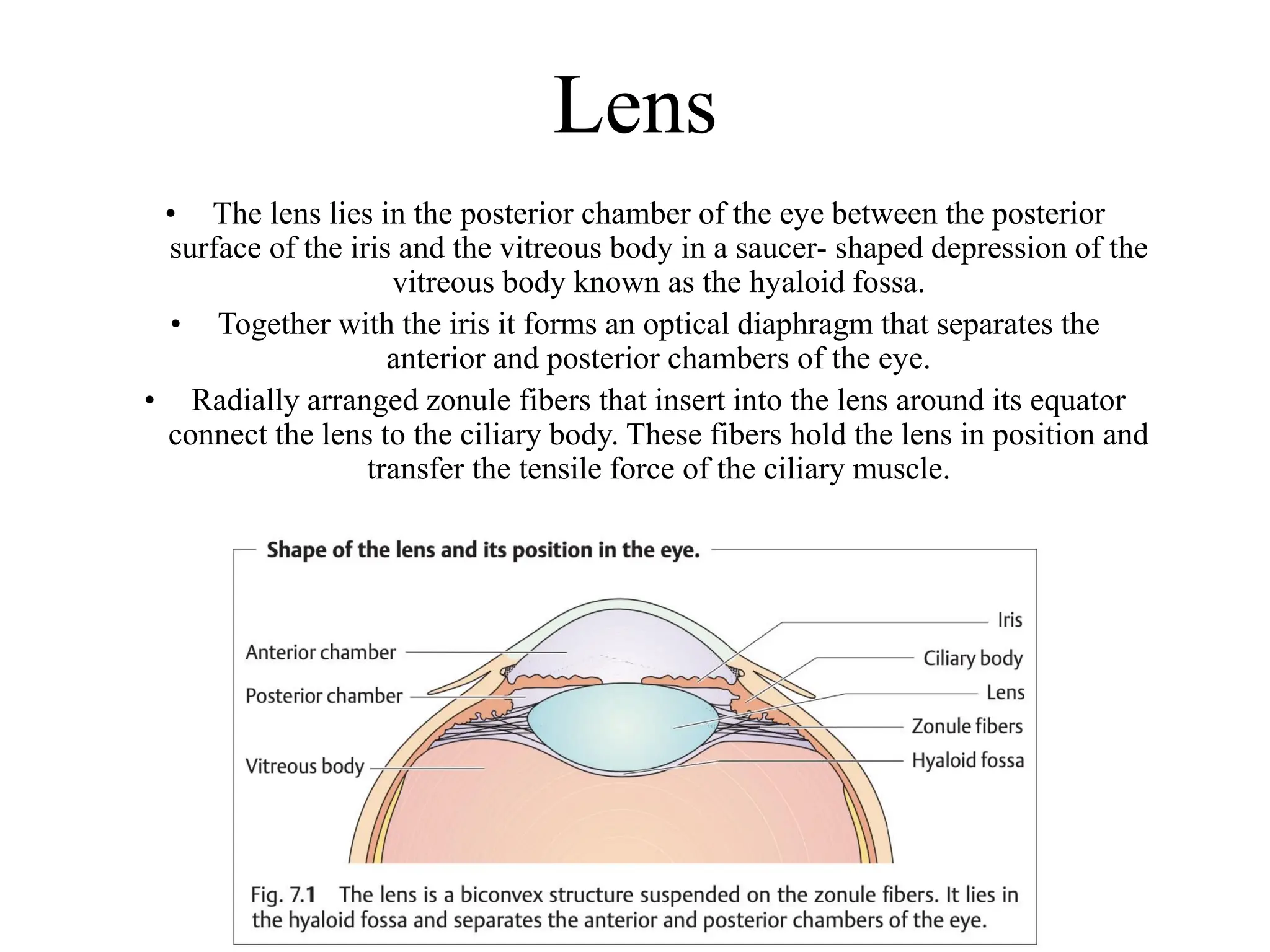 Eye anatomy.pdf sclera retina layers of eye | PDF