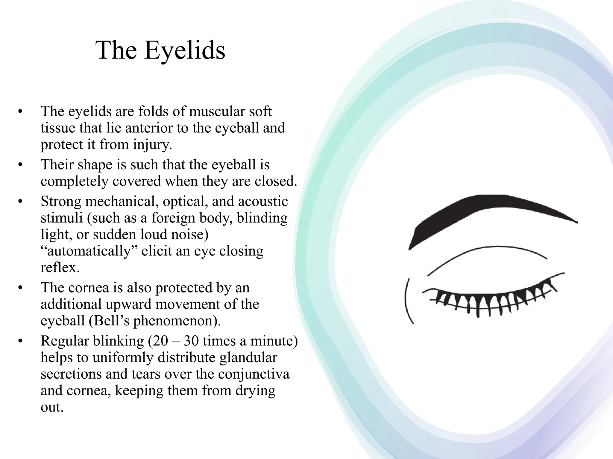 Eye anatomy.pdf sclera retina layers of eye | PDF