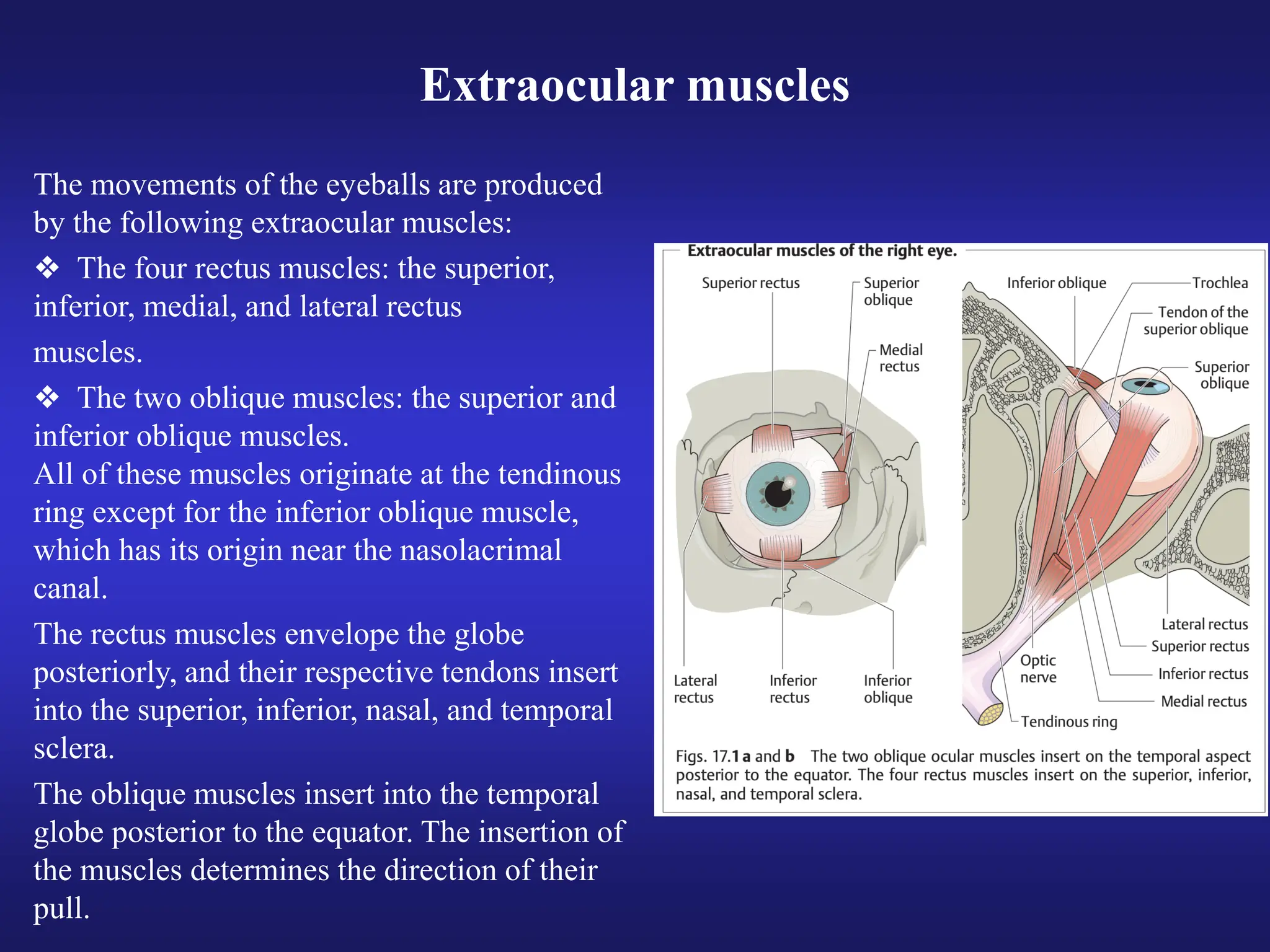 Eye anatomy.pdf sclera retina layers of eye | PDF