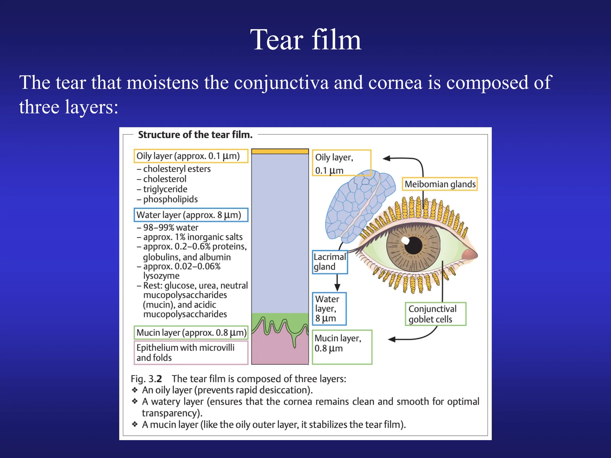 Eye anatomy.pdf sclera retina layers of eye | PDF