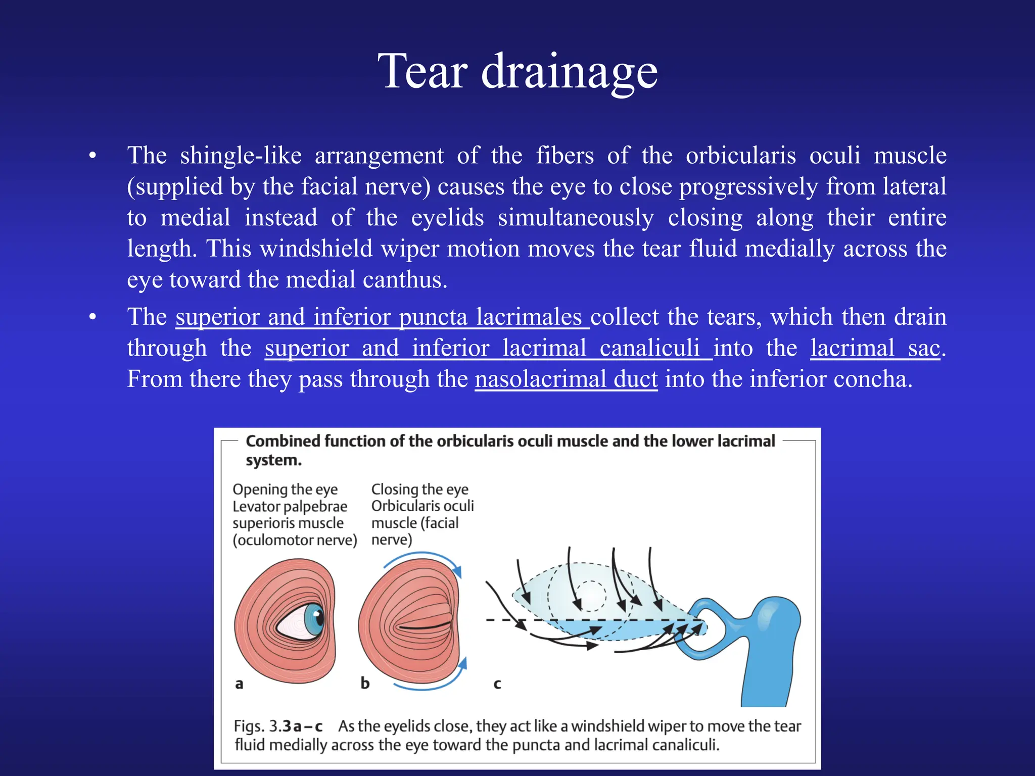 Eye anatomy.pdf sclera retina layers of eye | PDF