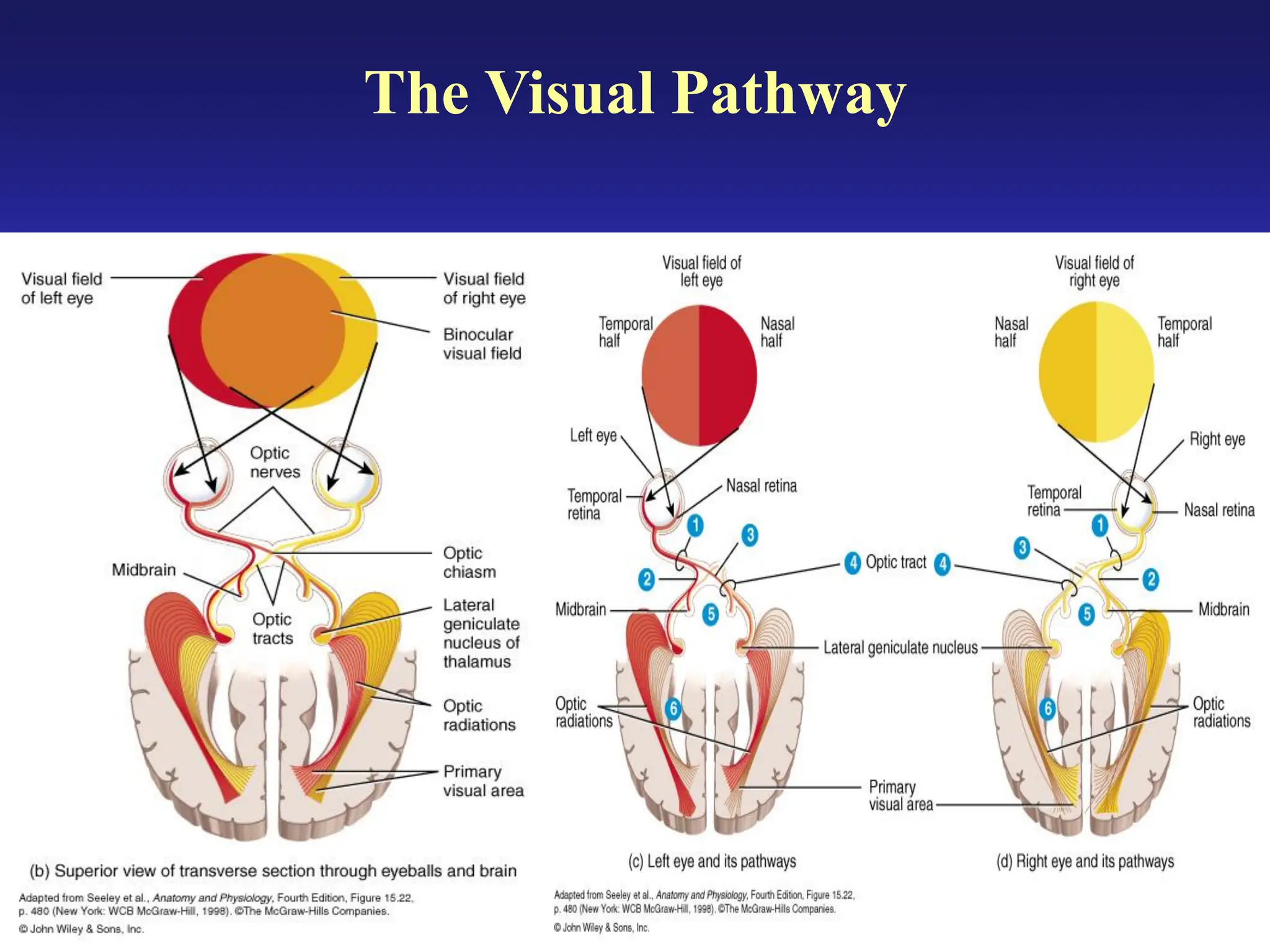Eye anatomy.pdf sclera retina layers of eye | PDF