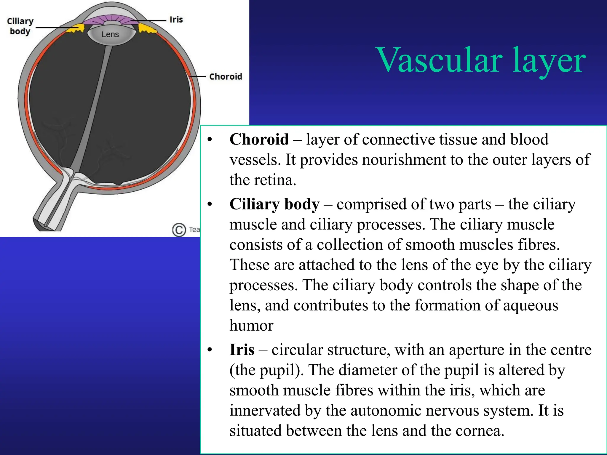 Eye anatomy.pdf sclera retina layers of eye | PDF