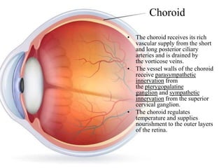Eye anatomy.pdf sclera retina layers of eye | PDF