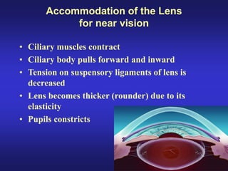 Eye anatomy.pdf sclera retina layers of eye | PDF