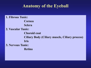 Eye anatomy.pdf sclera retina layers of eye | PDF
