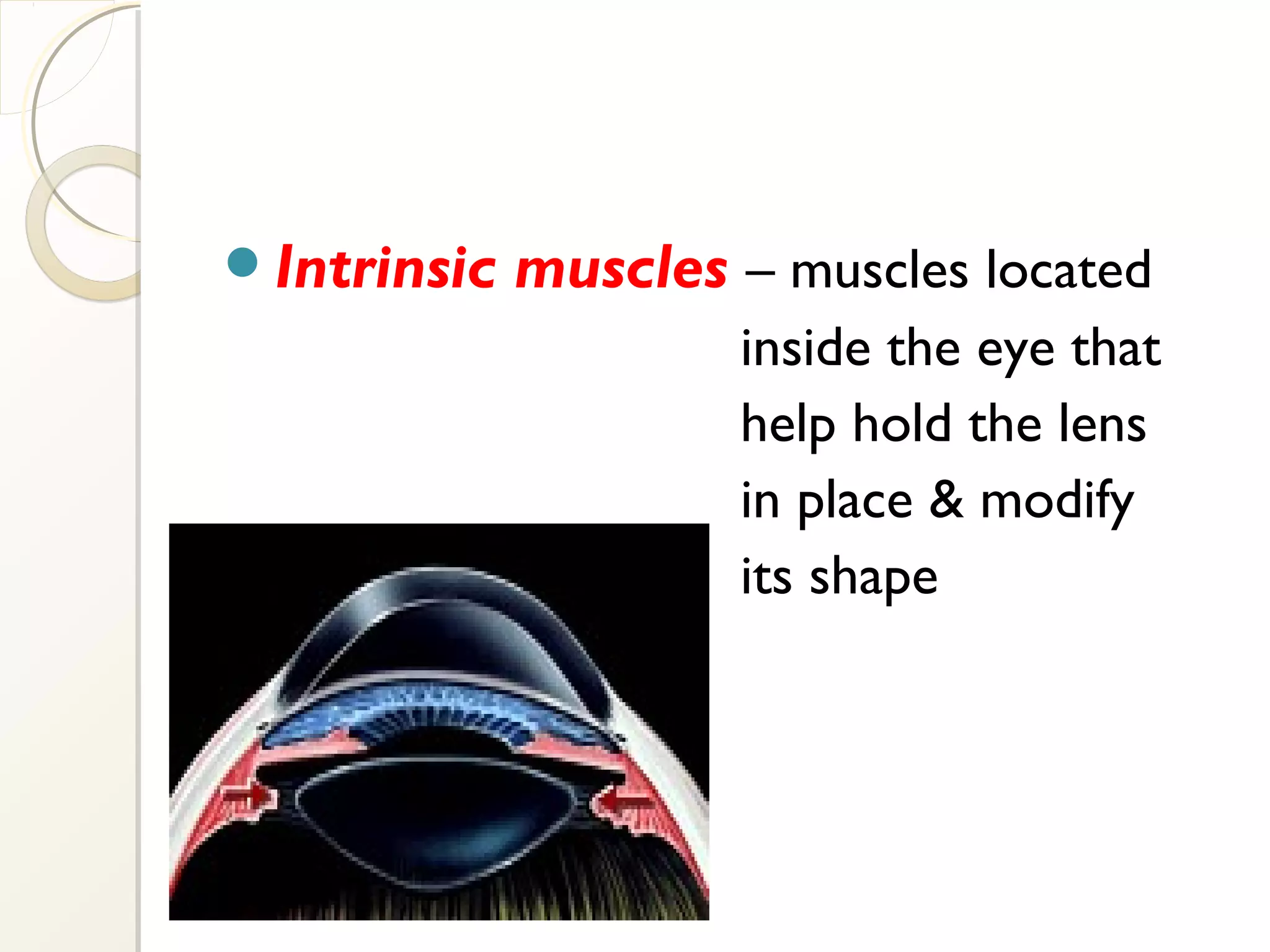 ppt on Eye anatomy | PPT