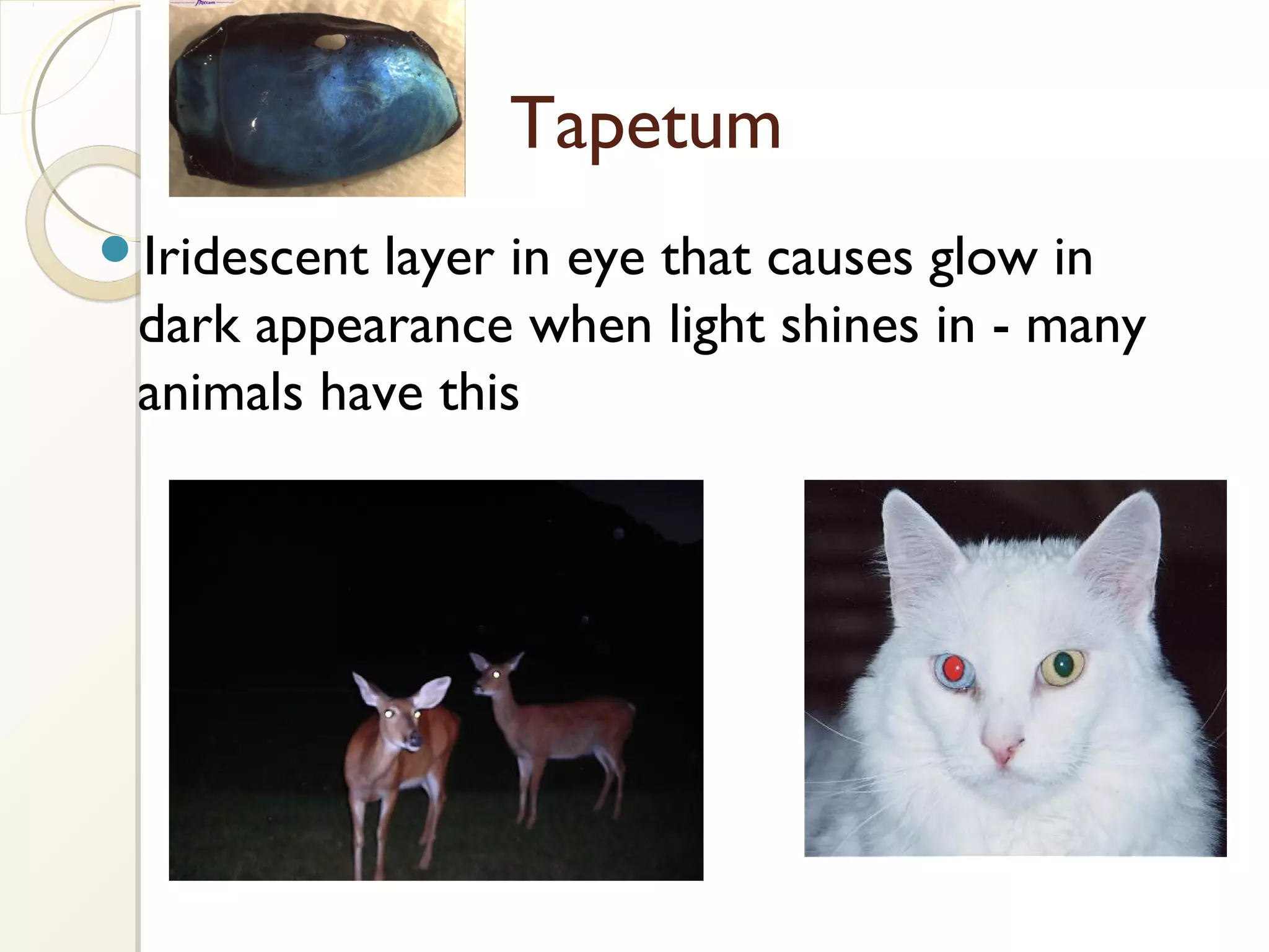 ppt on Eye anatomy | PPT