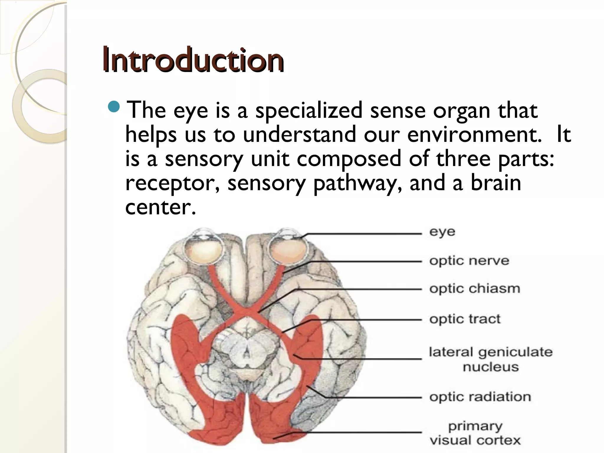 ppt on Eye anatomy | PPT