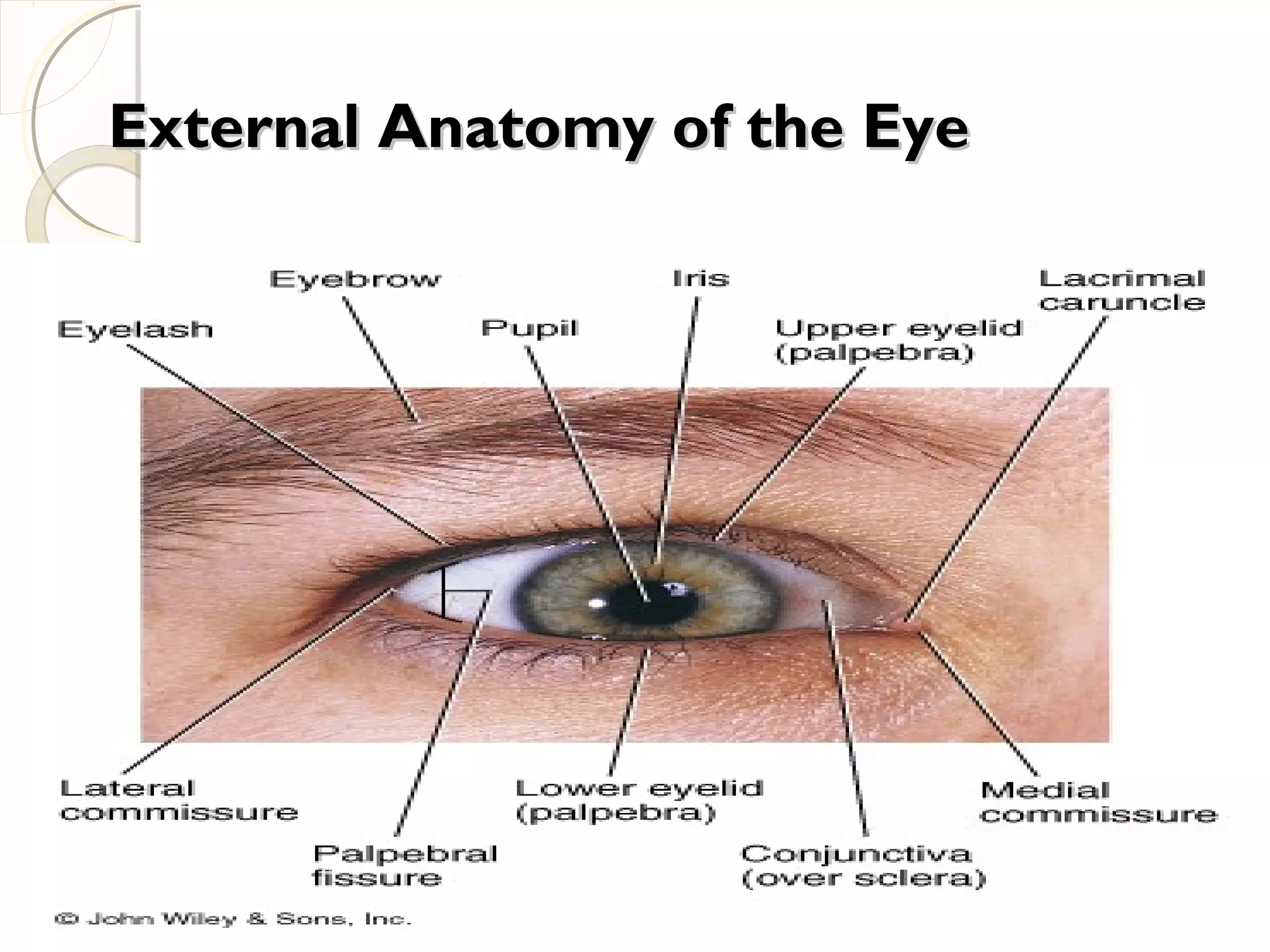 ppt on Eye anatomy | PPT