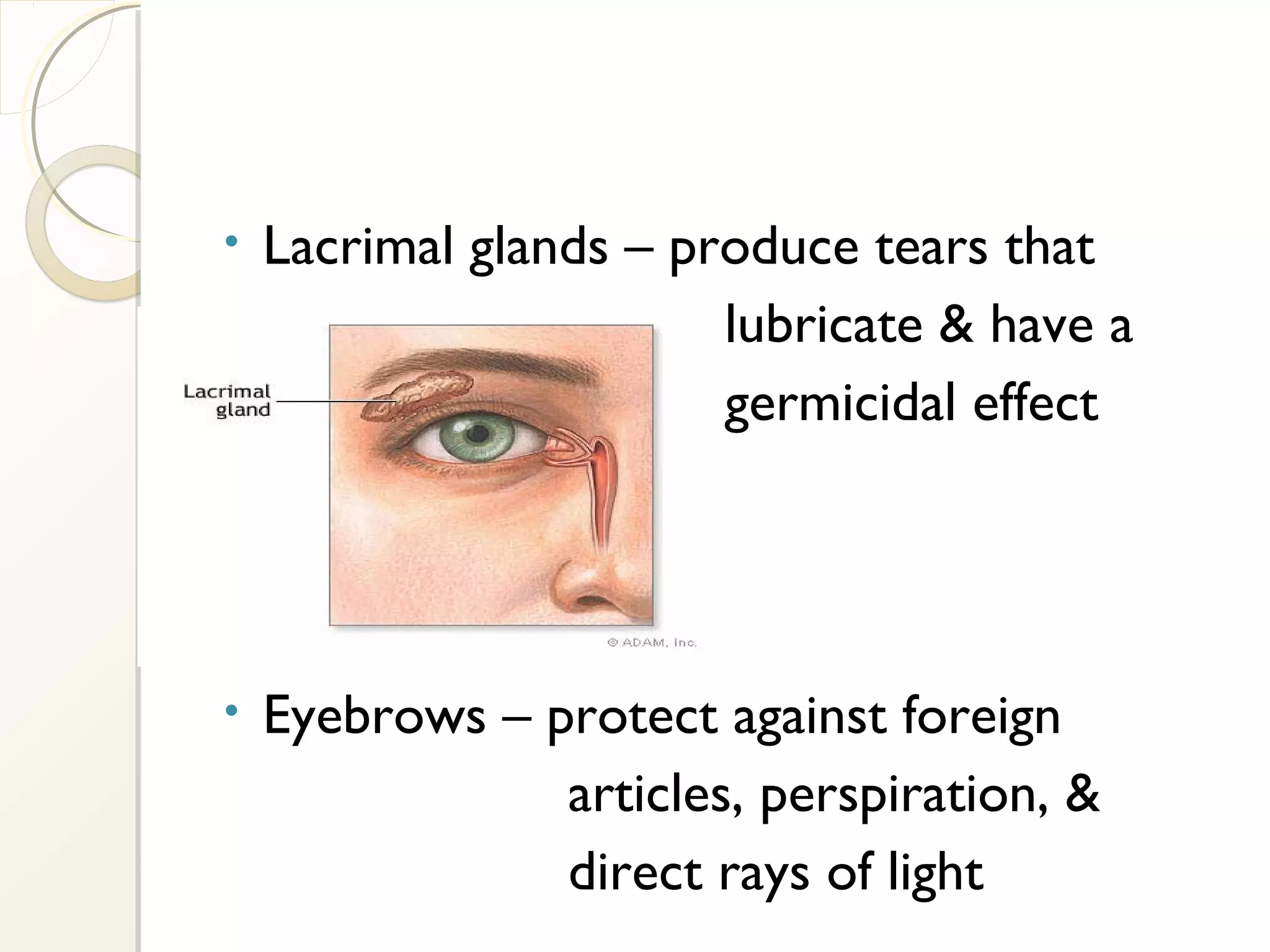 ppt on Eye anatomy | PPT