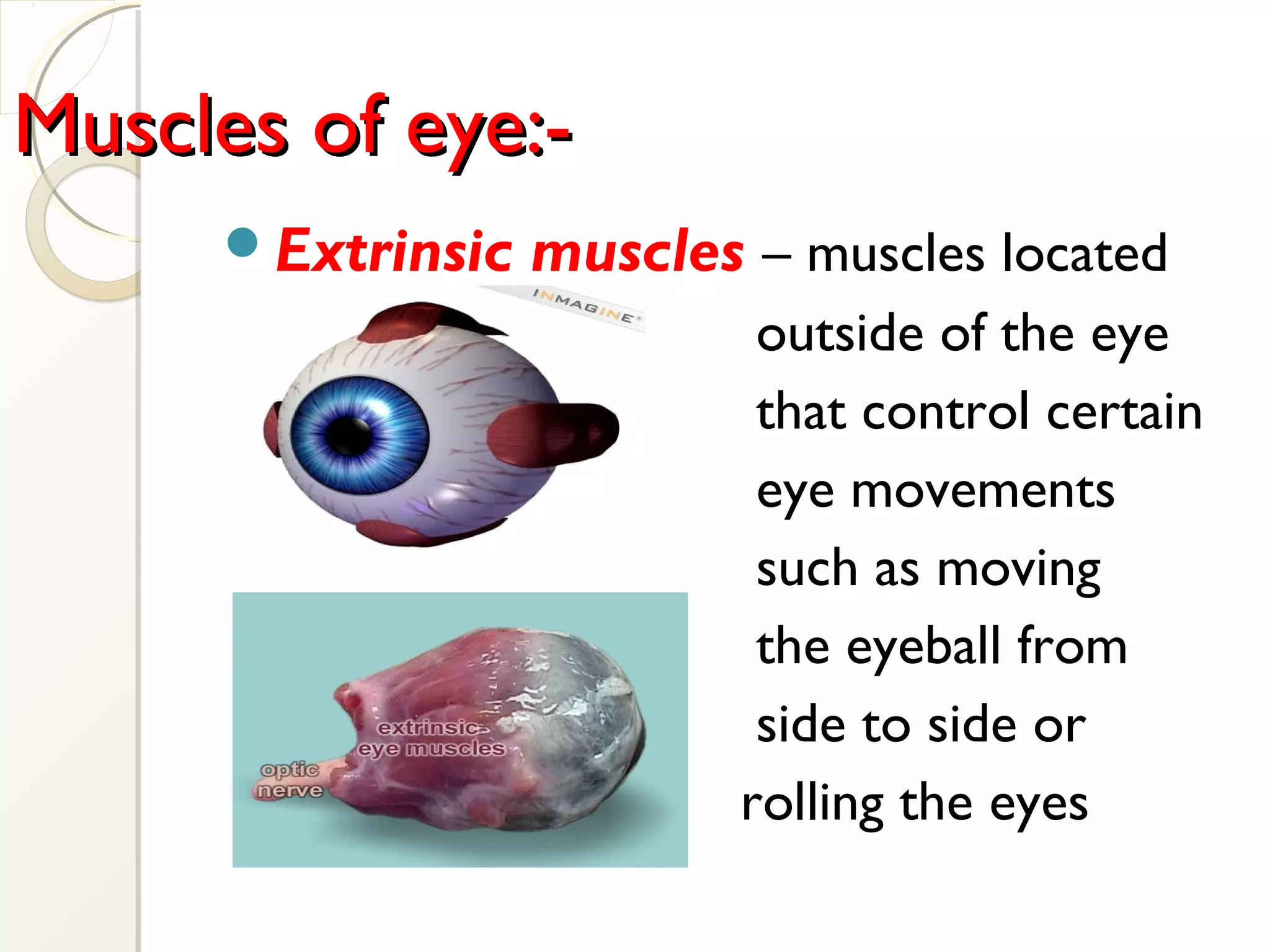 ppt on Eye anatomy | PPT