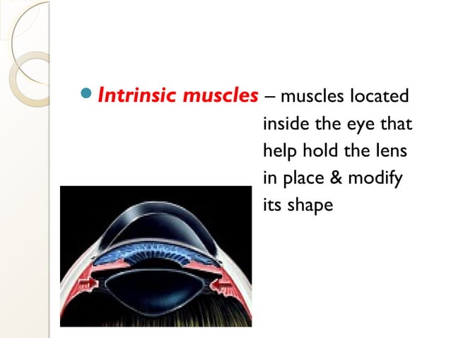 ppt on Eye anatomy | PPT