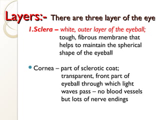 ppt on Eye anatomy | PPT