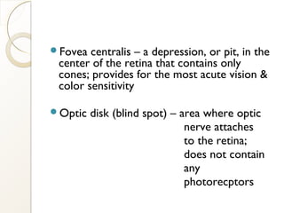 ppt on Eye anatomy | PPT