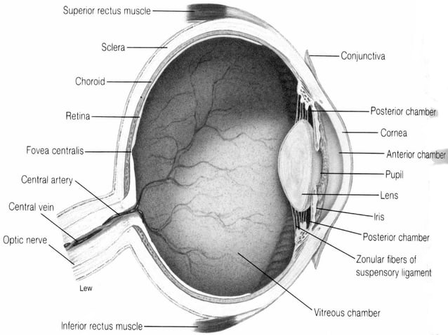 ppt on Eye anatomy | PPT