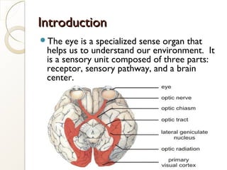 ppt on Eye anatomy | PPT