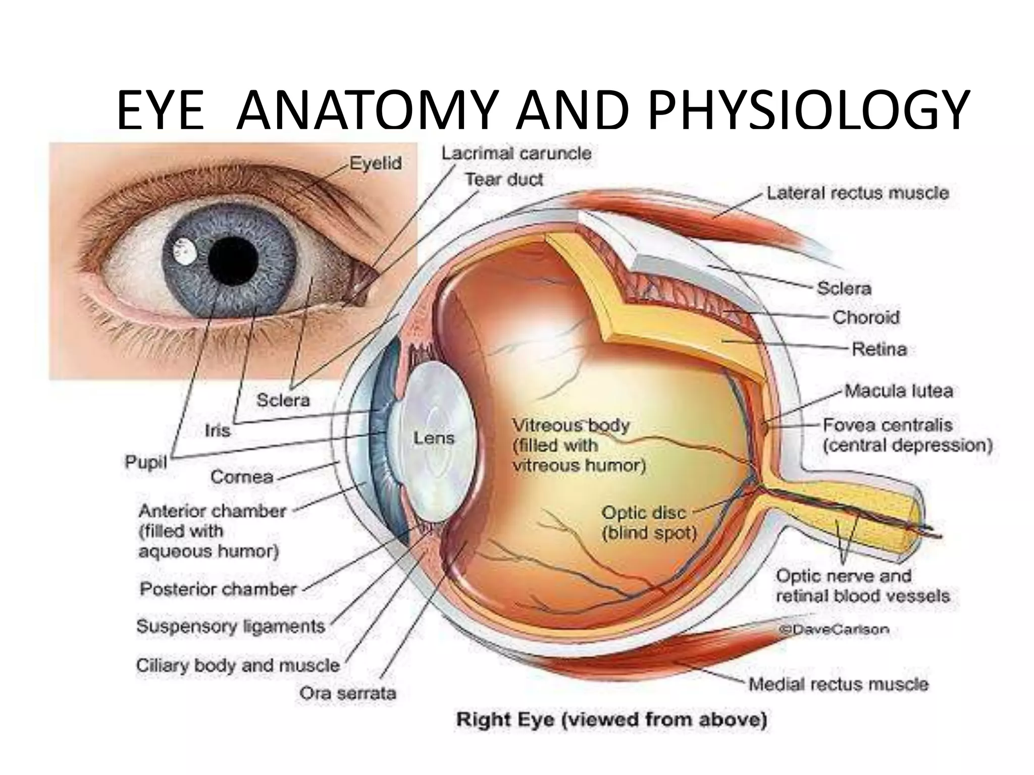 EYE ANATOMY AND PHYSIOLOGY ppt.pptx