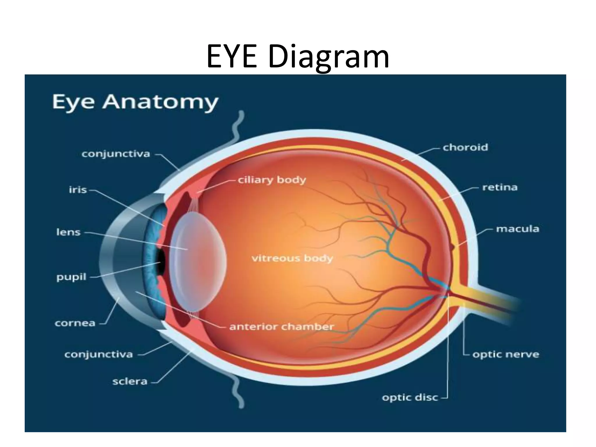 EYE ANATOMY AND PHYSIOLOGY ppt.pptx