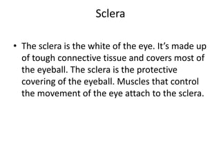 EYE ANATOMY AND PHYSIOLOGY ppt.pptx