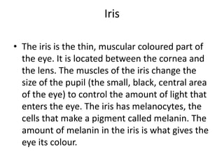 EYE ANATOMY AND PHYSIOLOGY ppt.pptx