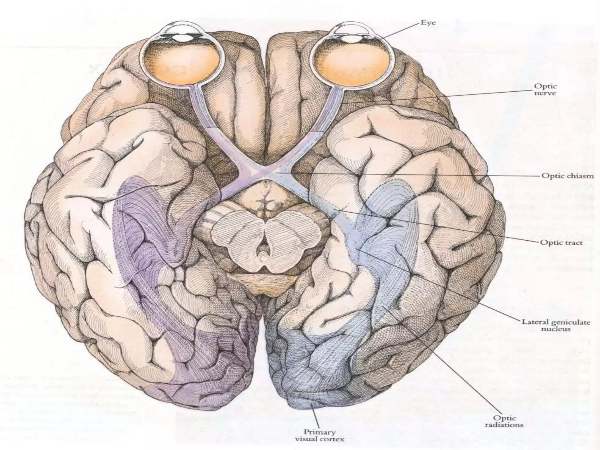 Eye anatomy by dr abdul basir safi | PPT