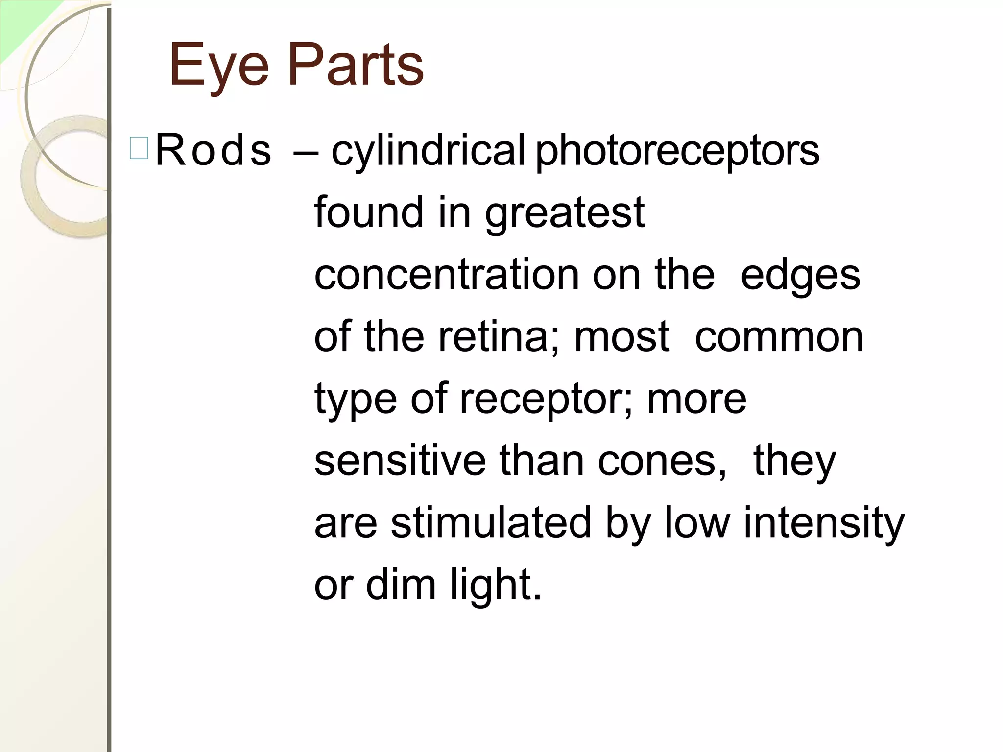 Eye Anatomy & Physiology | PPTX