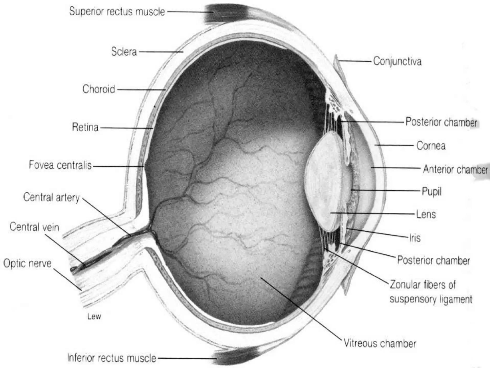 Eye Anatomy & Physiology | PPTX | Eye and Vision Conditions | Diseases ...