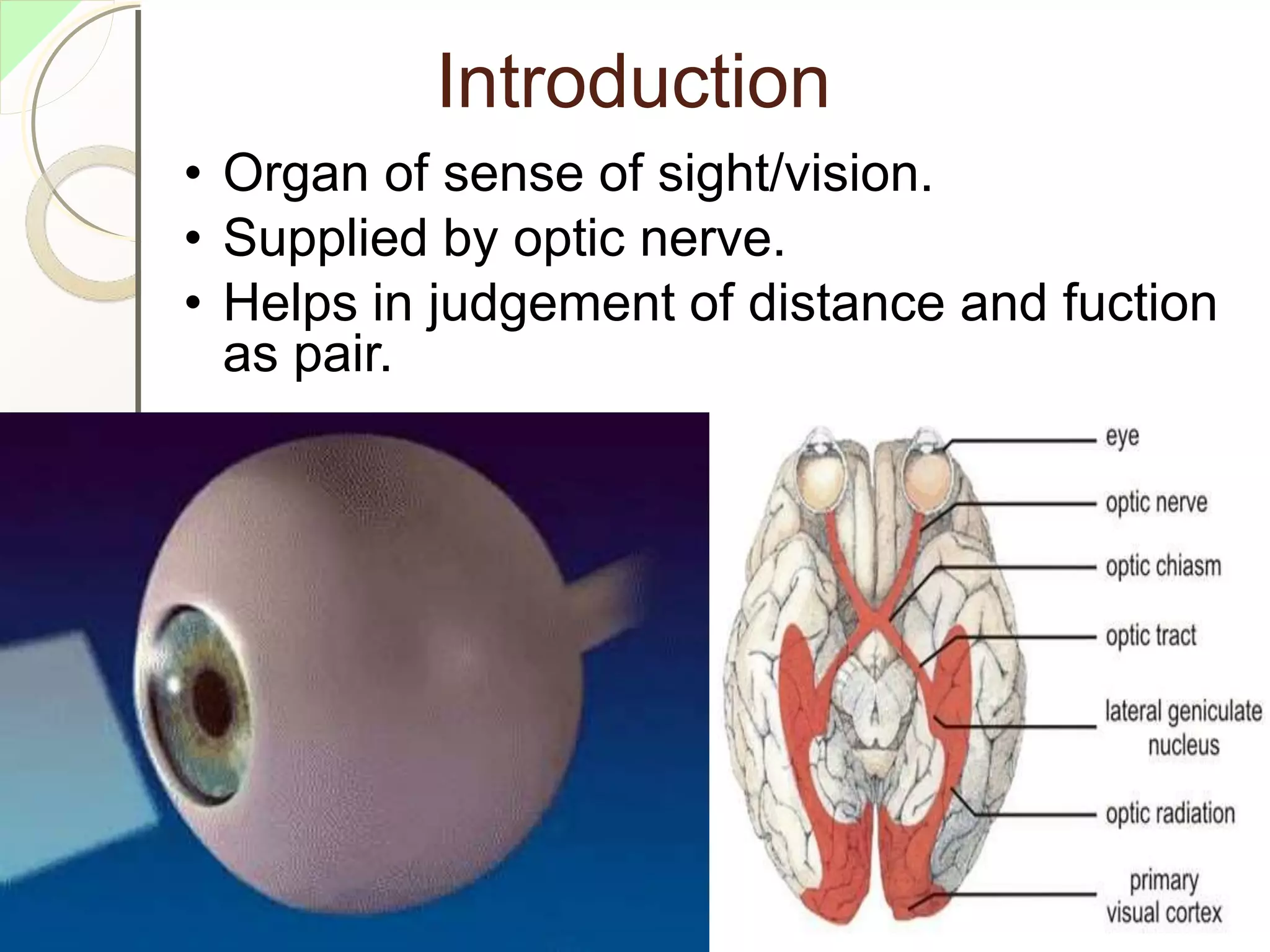 Eye Anatomy & Physiology | PPTX