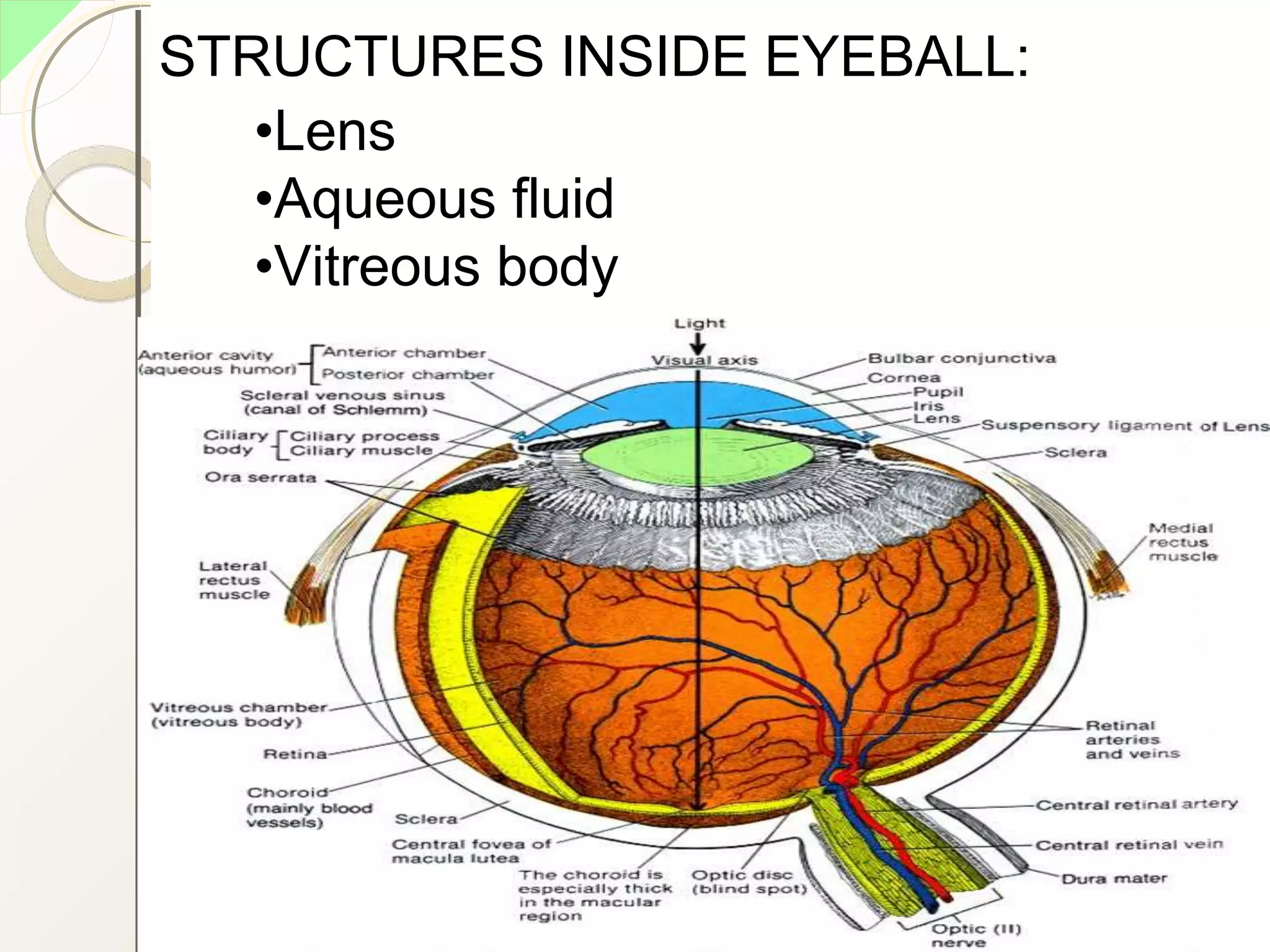 Eye Anatomy & Physiology | PPTX
