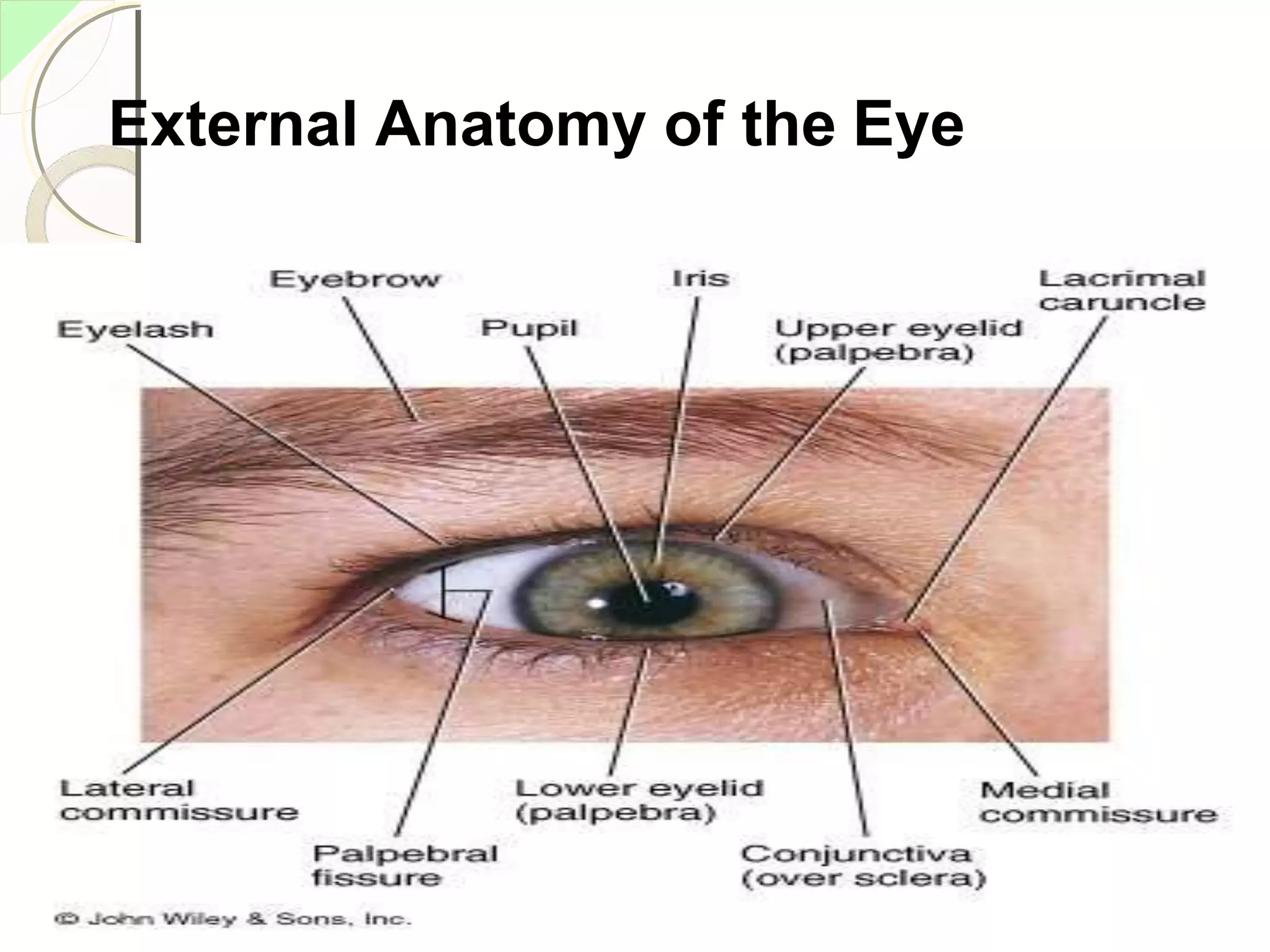 Eye Anatomy & Physiology | PPTX