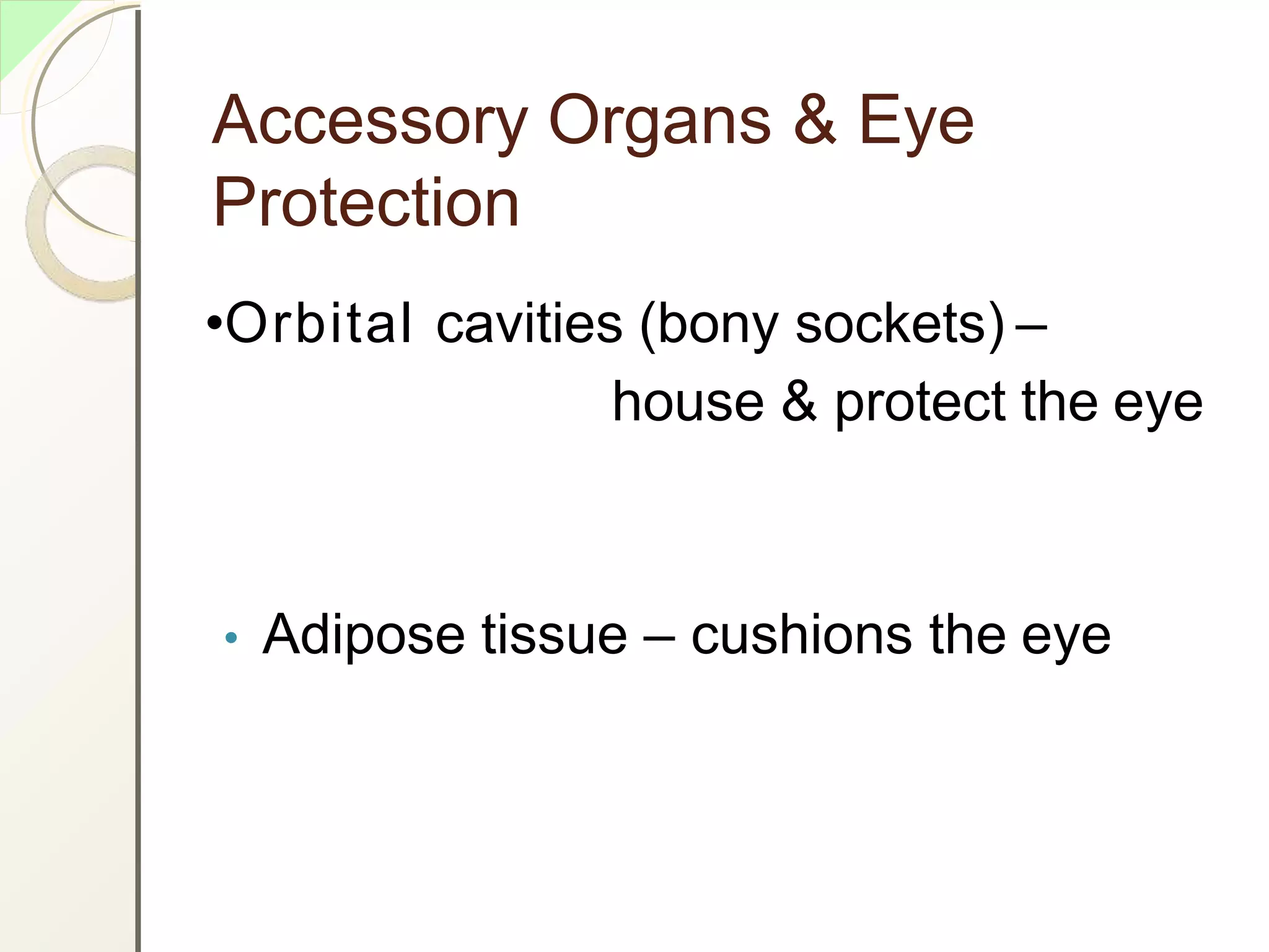 Eye Anatomy & Physiology | PPTX