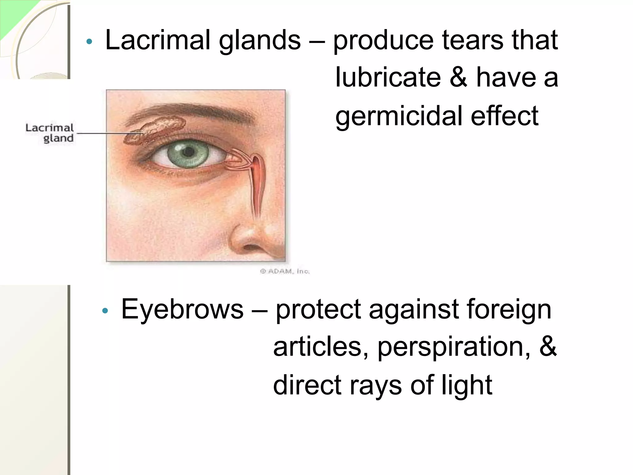 Eye Anatomy & Physiology | PPTX