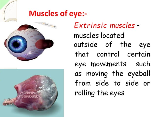 Eye Anatomy & Physiology | PPTX | Eye and Vision Conditions | Diseases ...