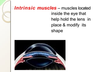 Eye Anatomy & Physiology | PPTX