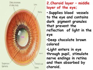 Eye Anatomy & Physiology | PPTX