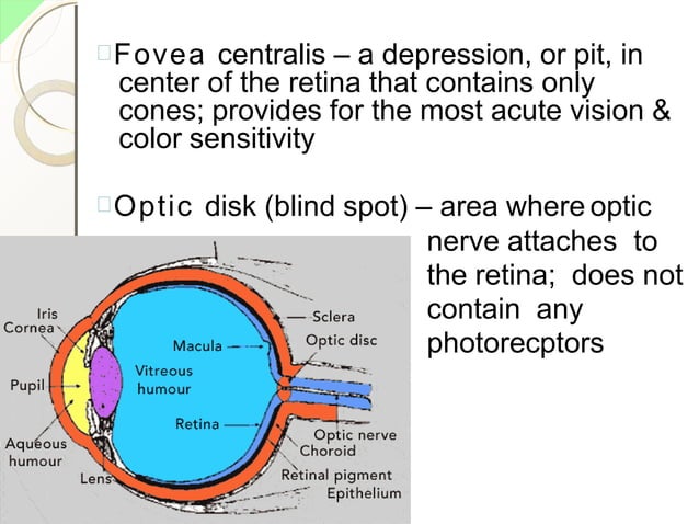 Eye Anatomy & Physiology | PPTX | Eye and Vision Conditions | Diseases ...