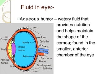 Eye Anatomy & Physiology | PPTX