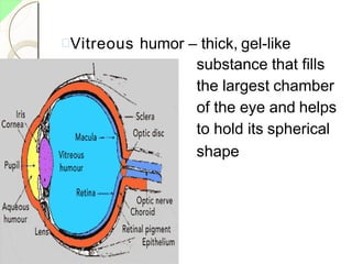 Eye Anatomy & Physiology | PPTX