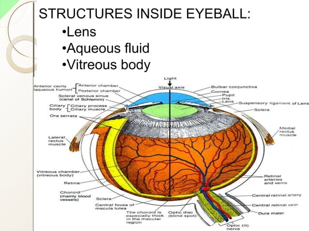 Eye Anatomy & Physiology | PPTX | Eye and Vision Conditions | Diseases ...