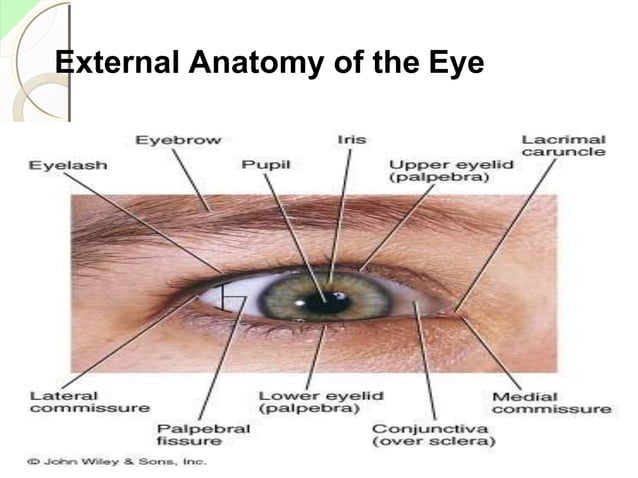Eye Anatomy & Physiology | PPTX | Eye and Vision Conditions | Diseases ...