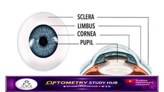 EYE 👁️ ANATOMY Optometry Notes (1).pdf