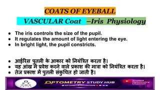 EYE 👁️ ANATOMY Optometry Notes (1).pdf