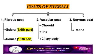 EYE 👁️ ANATOMY Optometry Notes (1).pdf